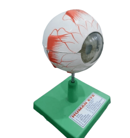 ASF Human Eye Model - Educational Devices & Model - A.S.F. Universal ...