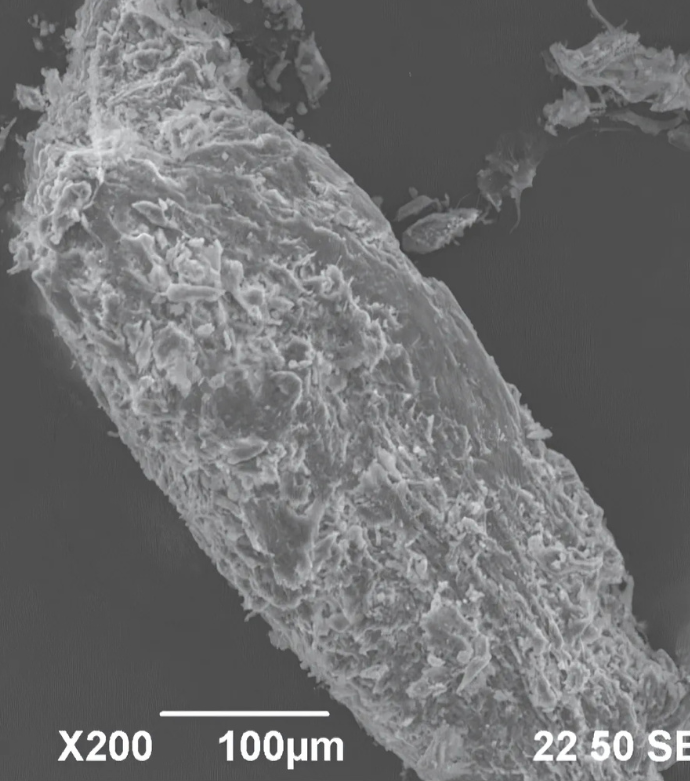 DentalFix™ Mineralised Cortical Allograft by Tissue Regenix Ltd