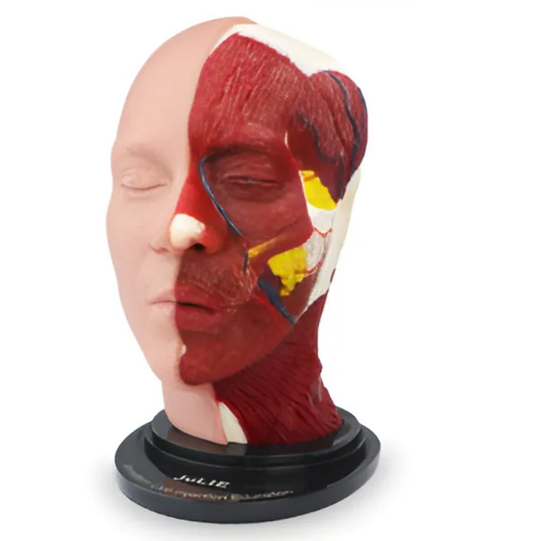 JULIE Simulator - Face Anatomy by Pro Delphus