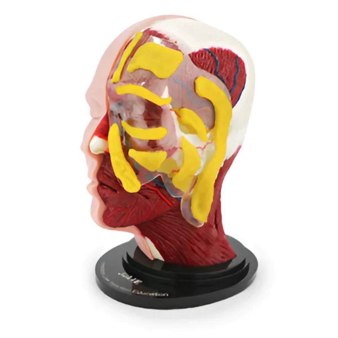 JULIE Simulator - Face Anatomy by Pro Delphus