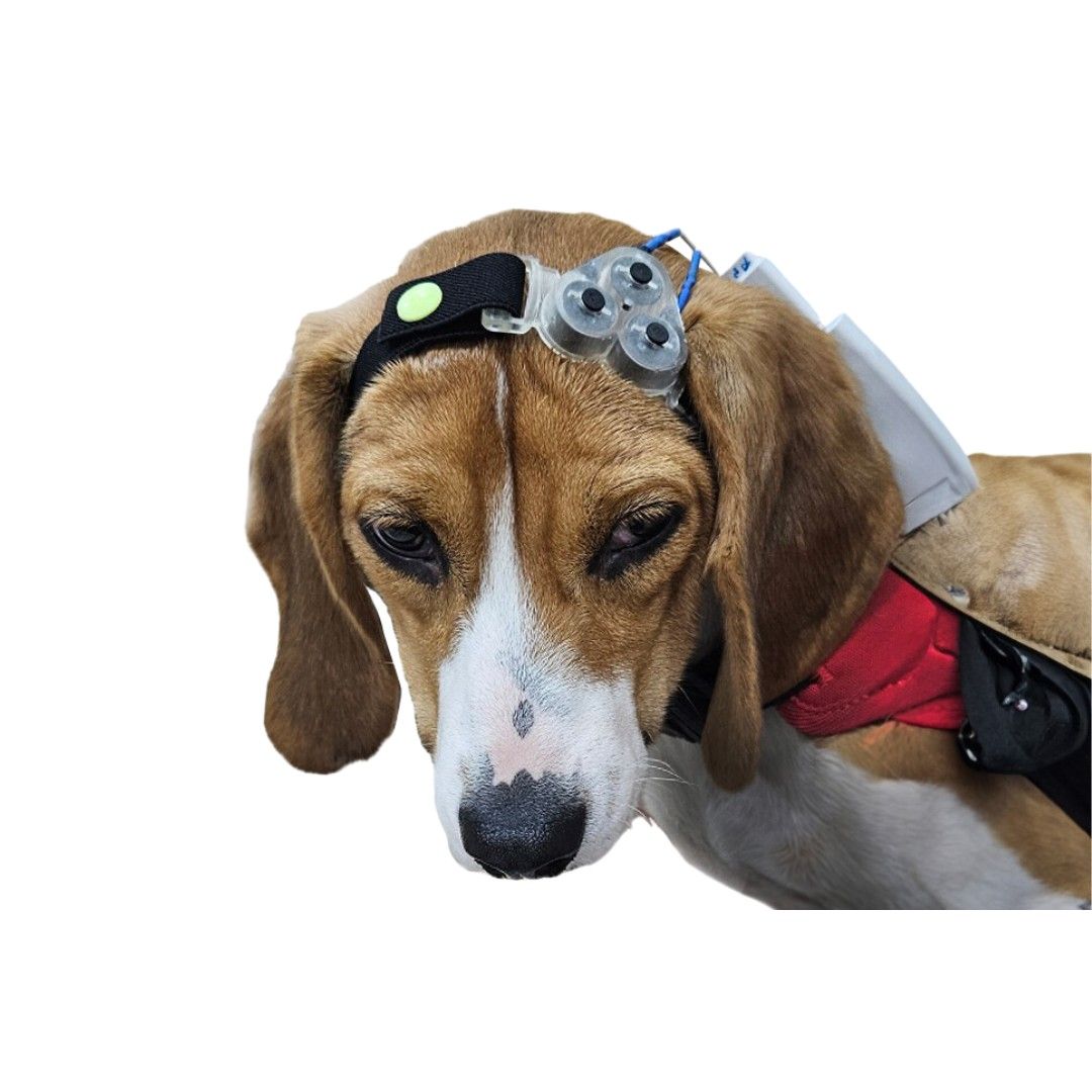 VET CAI: Revolutionizing Veterinary Anesthesia Monitoring for Enhanced ...